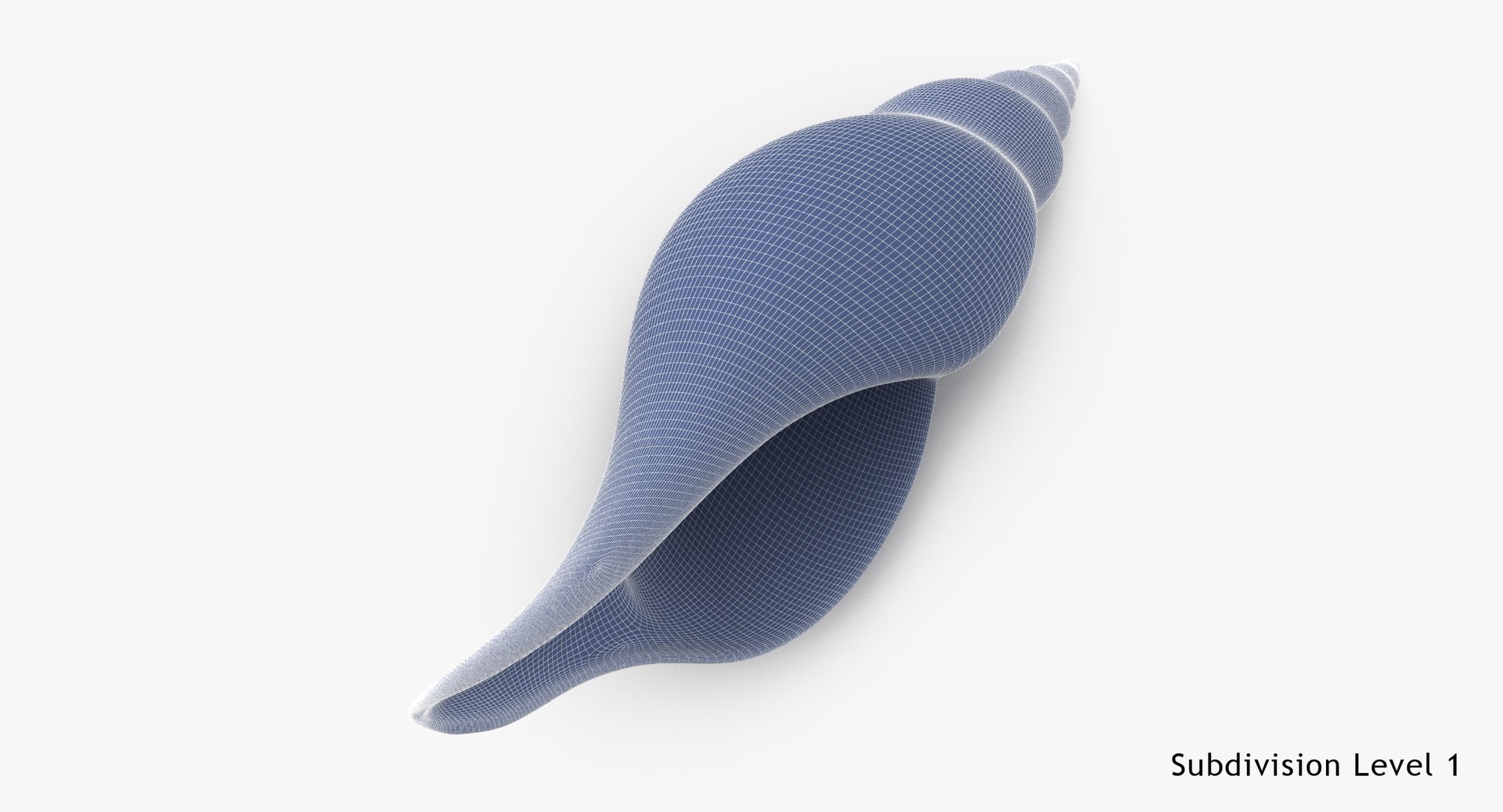 tulip shell c4d