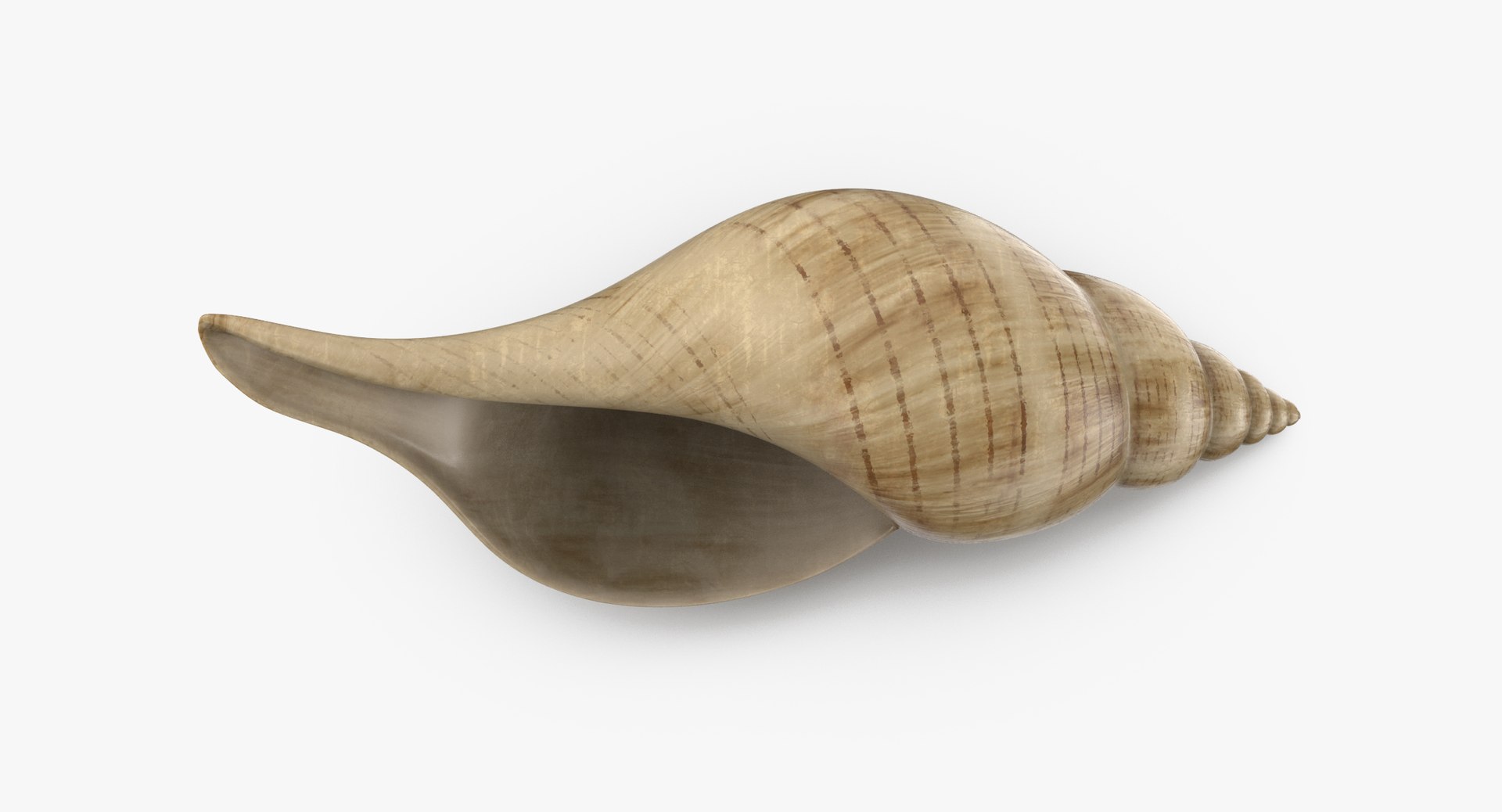 Tulip Shell C4d