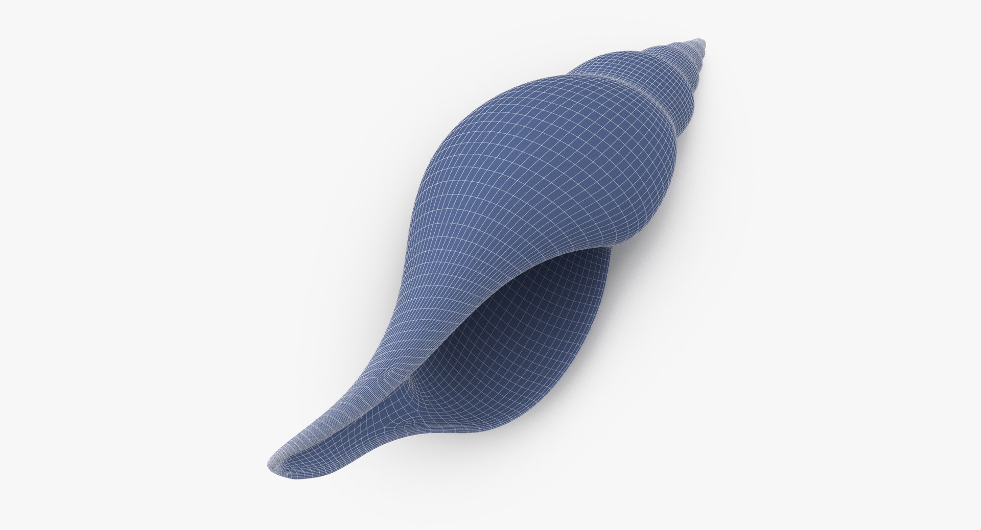 Tulip Shell C4d