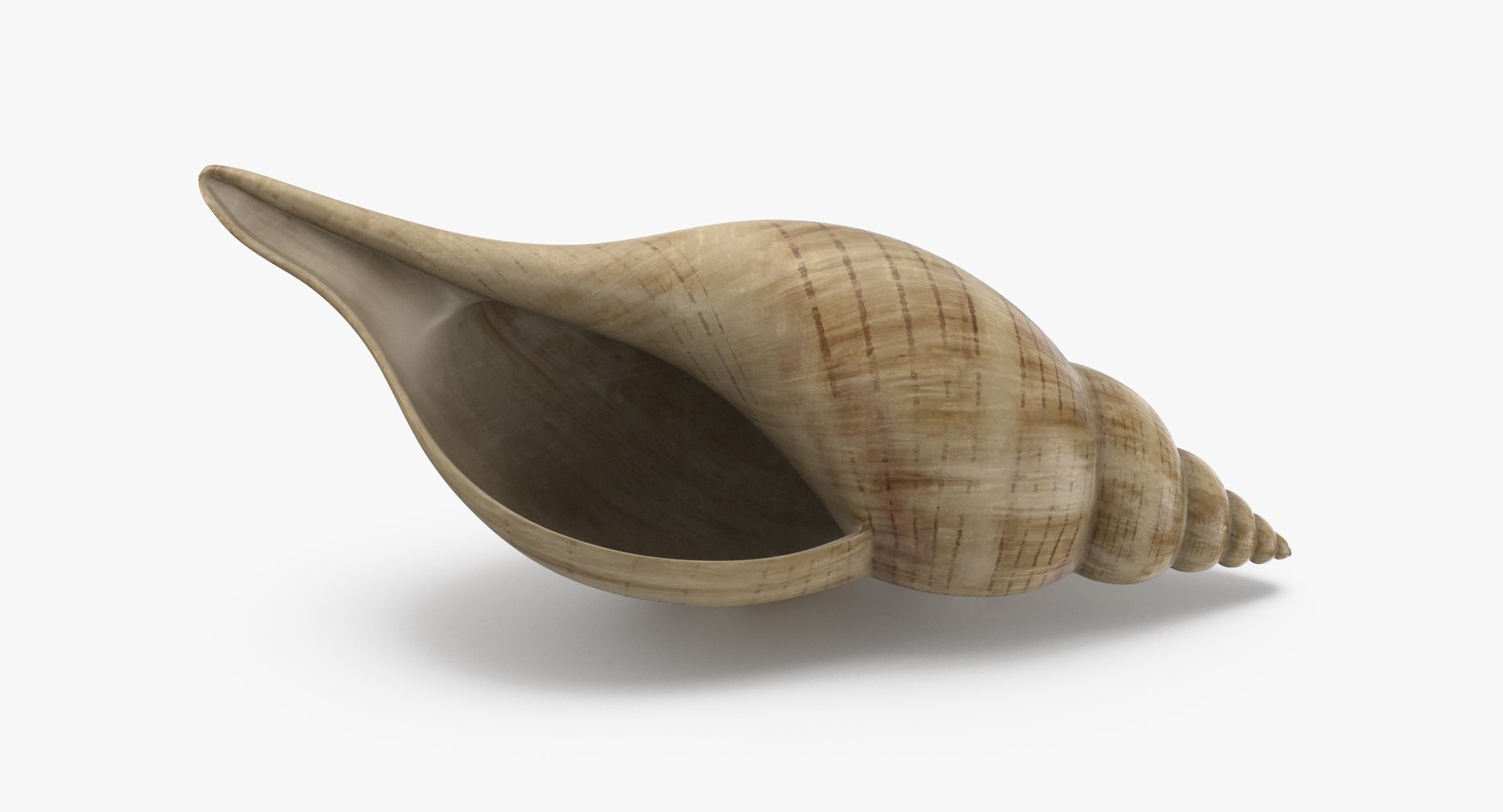 Tulip Shell C4d