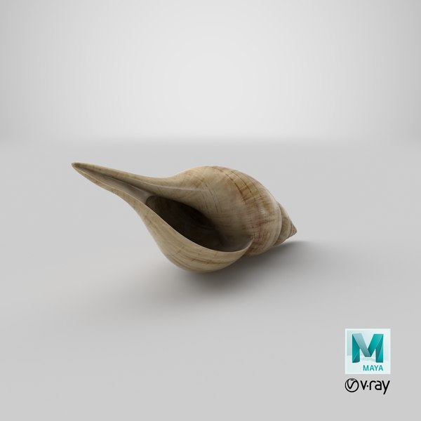 tulip shell c4d