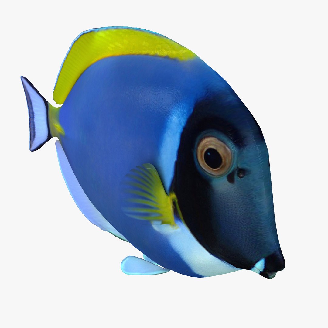 Ma Powder Blue Tang