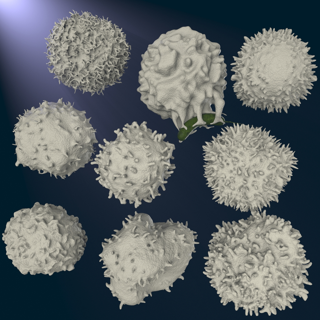 9 Lymphocytes 3D - TurboSquid 1353472