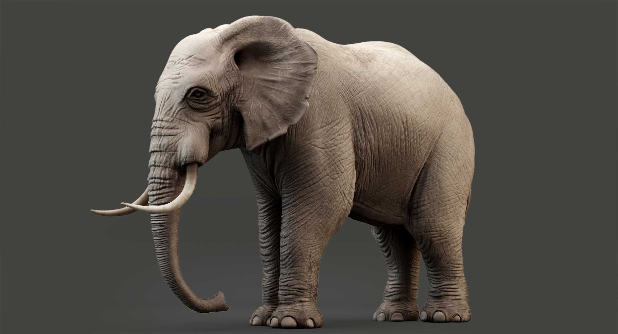 Elephant modeled rigging animation 3D - TurboSquid 1391046