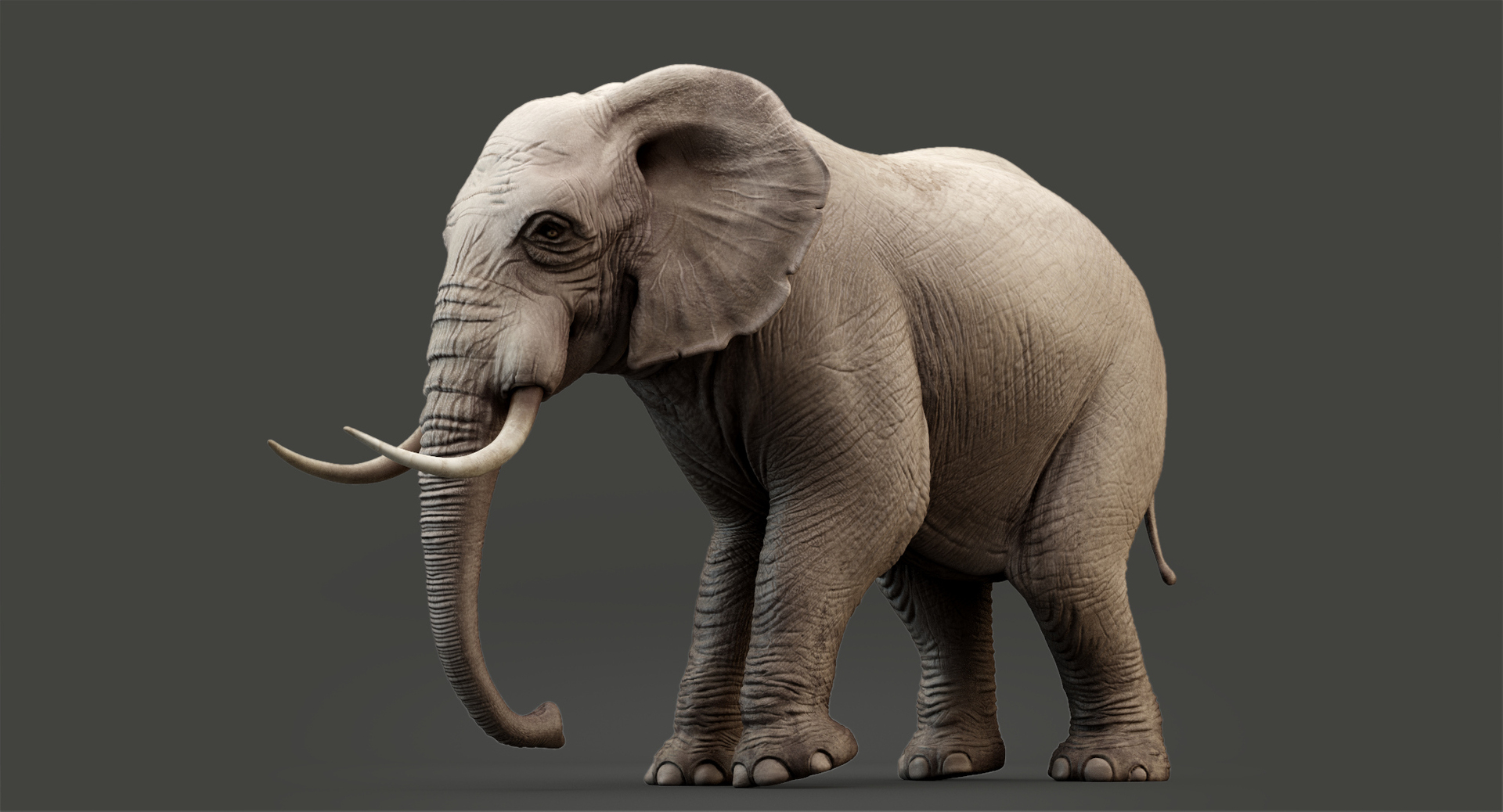 Elephant modeled rigging animation 3D - TurboSquid 1391046