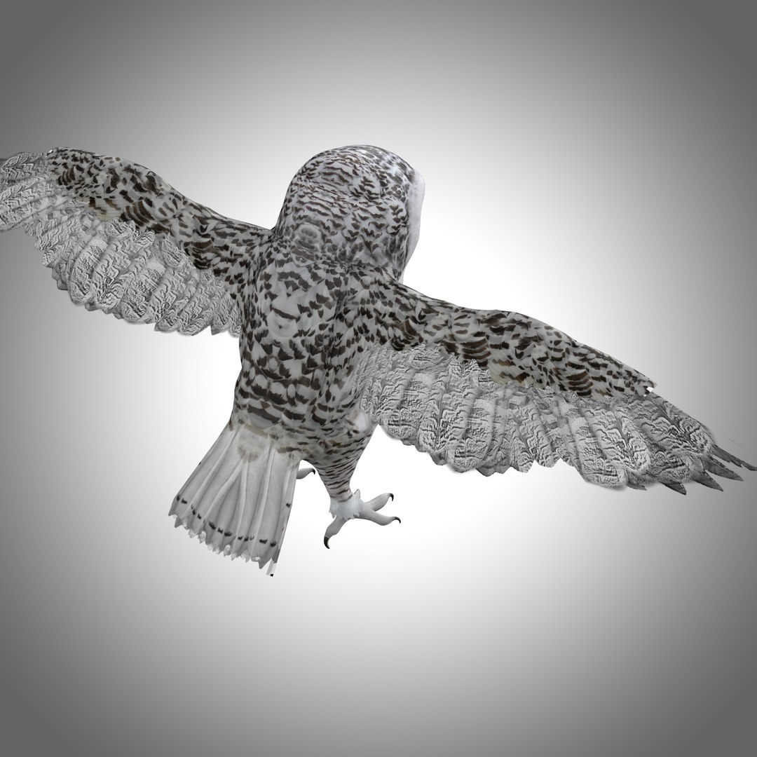 Snowy White Owl Low Poly Rig 3D - TurboSquid 1989111