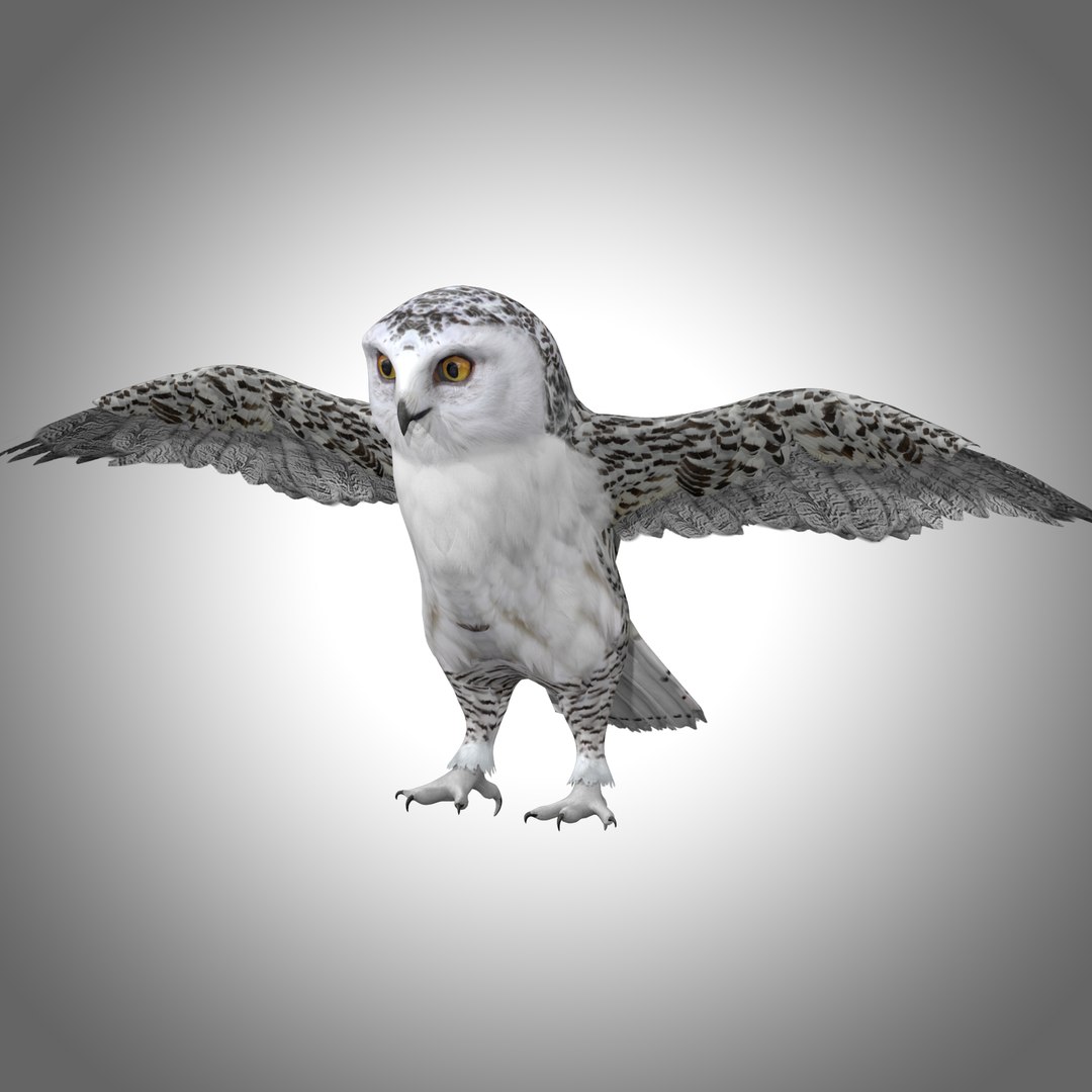Snowy White Owl Low Poly Rig 3D - TurboSquid 1989111