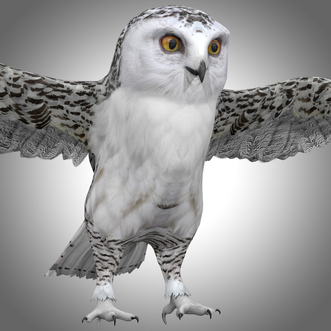 Snowy White Owl Low Poly Rig 3D - TurboSquid 1989111