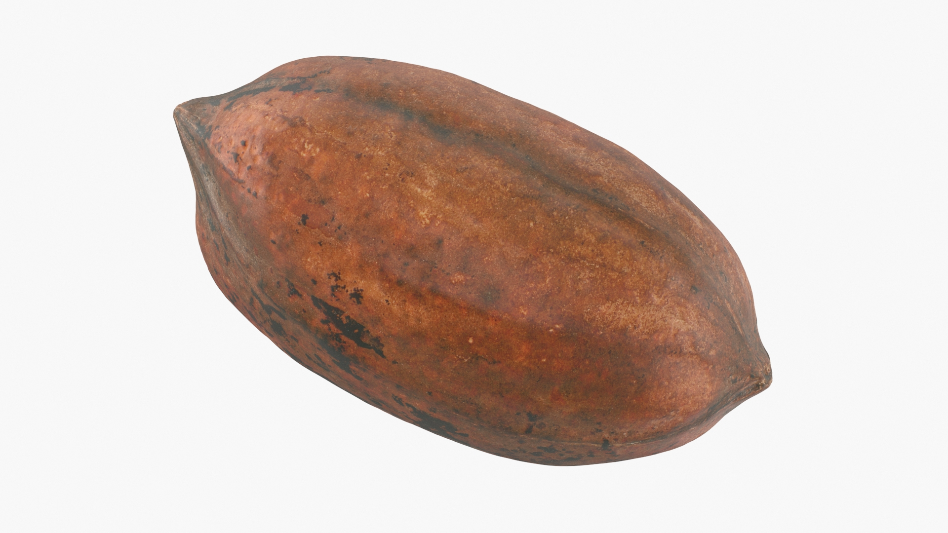 Pecan Shell 03 3D Model - TurboSquid 1978153