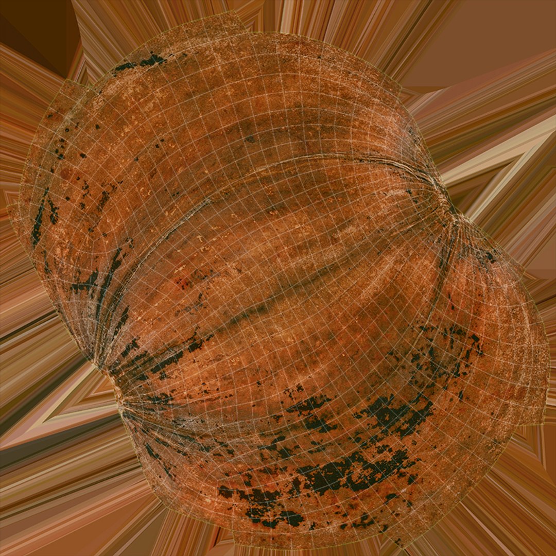 Pecan Shell 03 3D model - TurboSquid 1978153