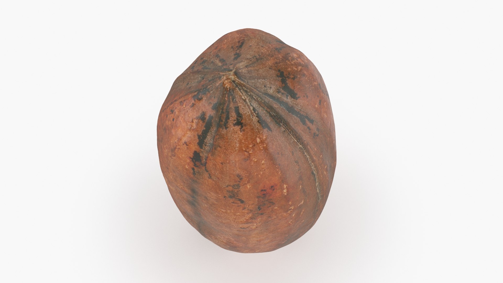 Pecan Shell 03 3D Model - TurboSquid 1978153