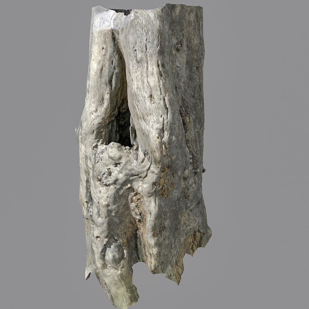 3D Gnarly Tree Trunk - TurboSquid 1562035