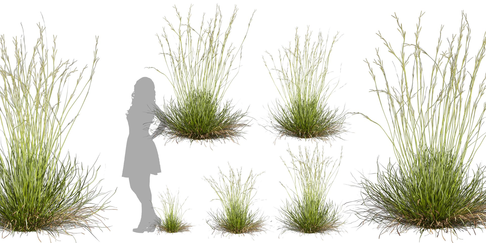 Collection Plant Vol 557 - Blender - Hyparrhenia - Filipendula - Grass Model - TurboSquid 2242334