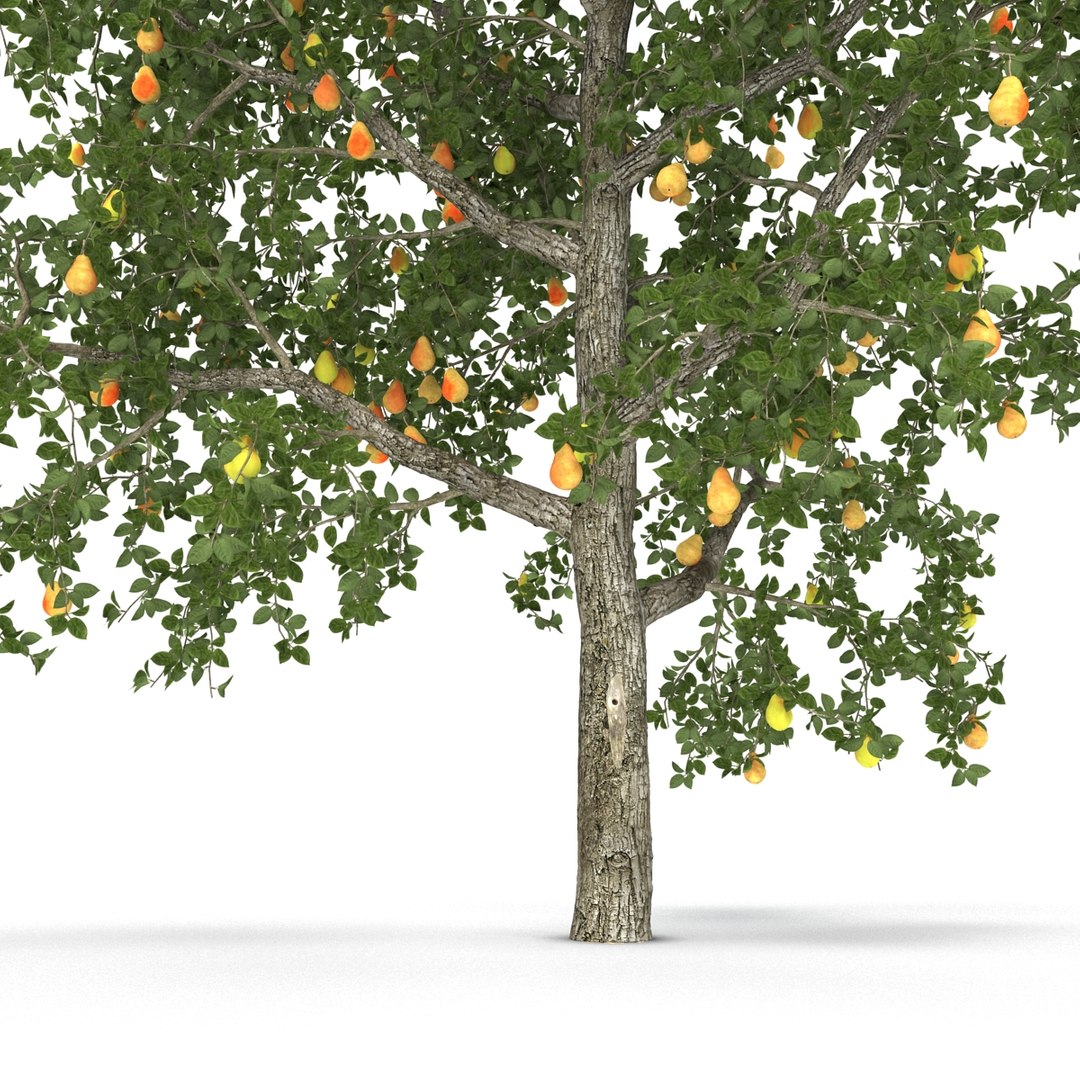pear tree max