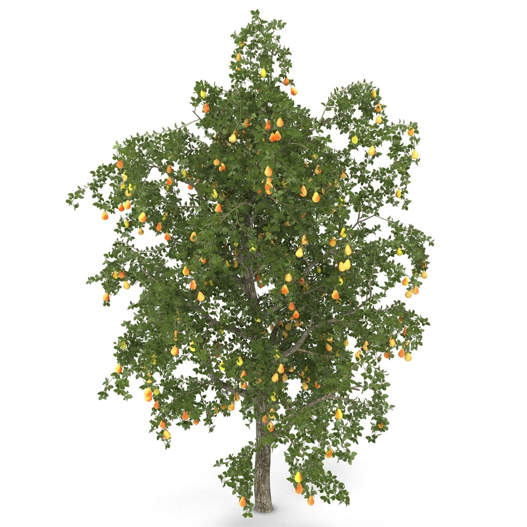 pear tree max