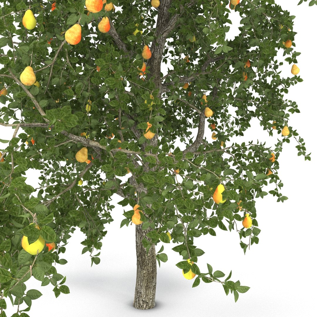 pear tree max