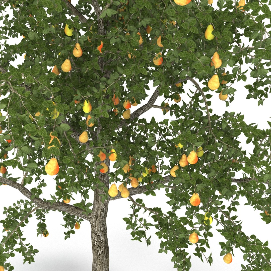 pear tree max