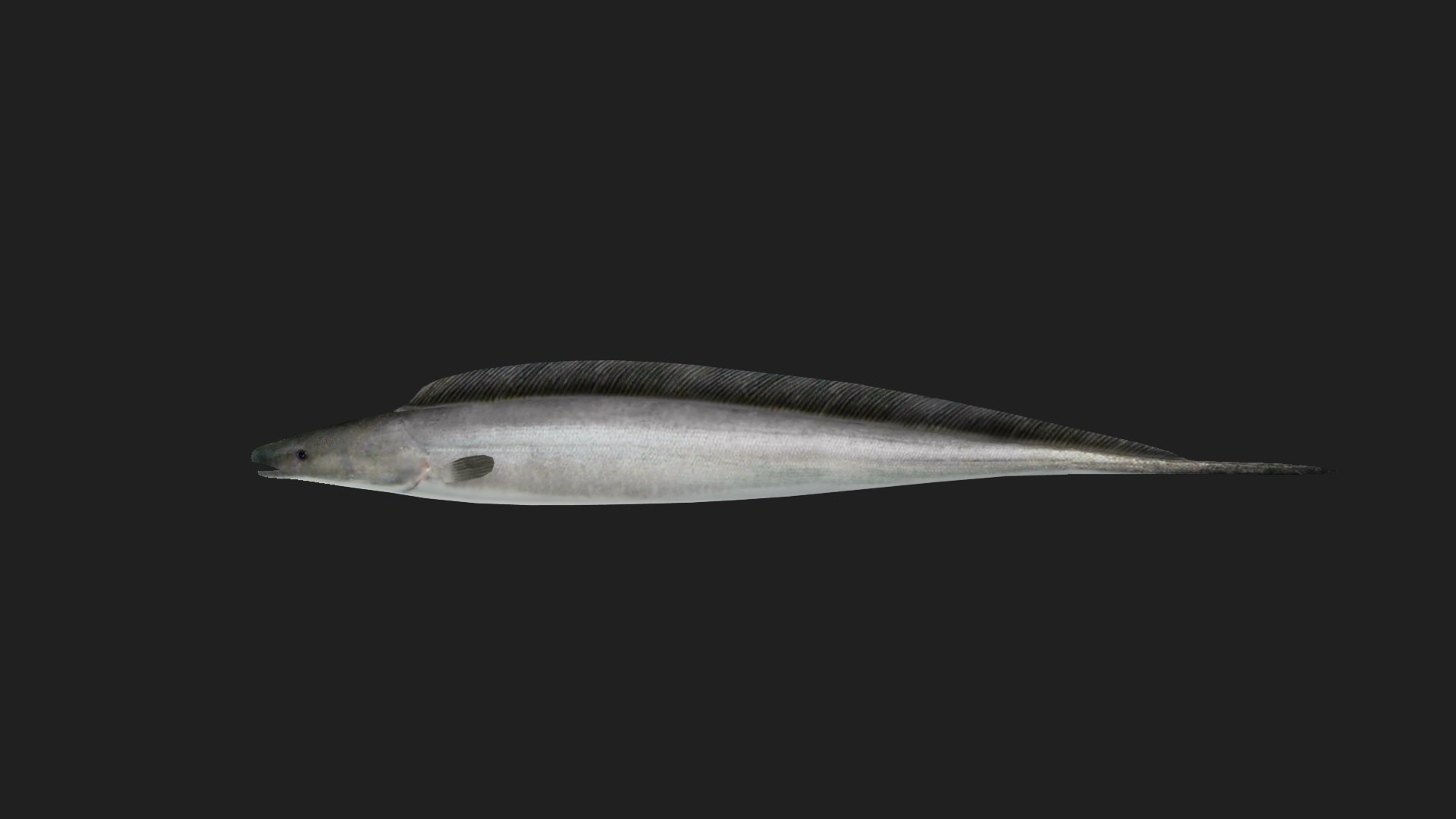 3D Model Aba Fish - TurboSquid 2127944