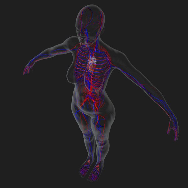 3d model of circulatory skeleton female