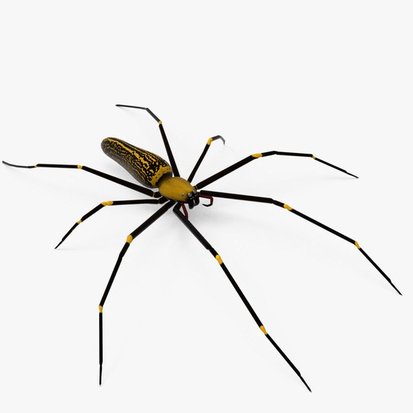 Jumping Spider 3D Models for Download | TurboSquid