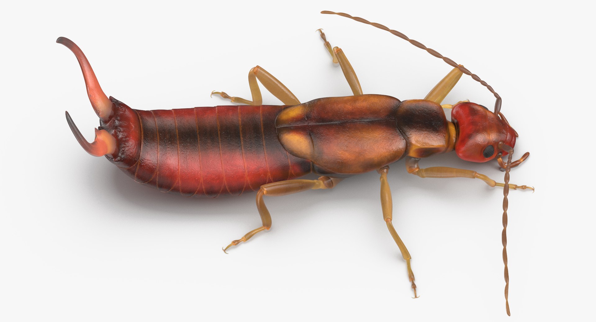 Earwigs standing attacking 3D - TurboSquid 1398879