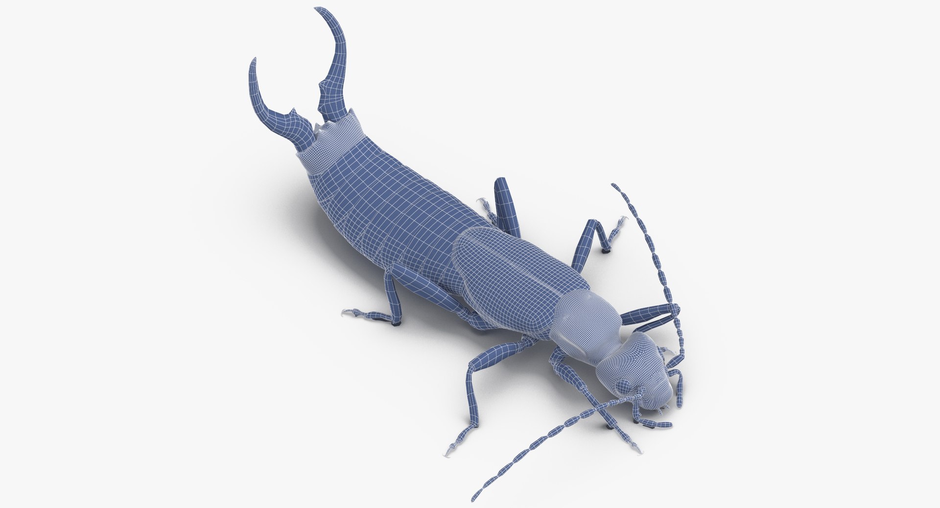 Earwigs standing attacking 3D - TurboSquid 1398879