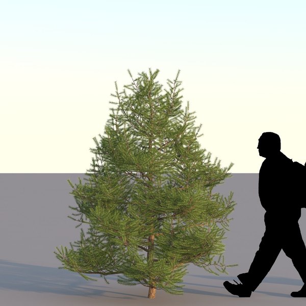 3d spruce tree