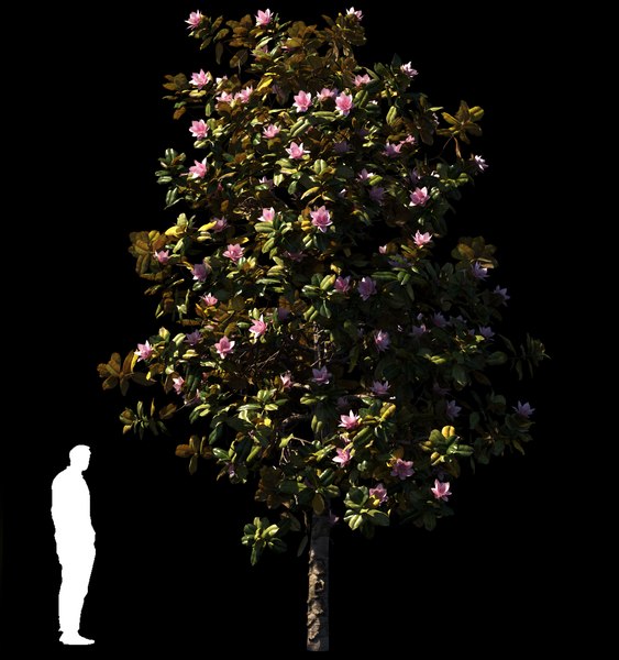 3D model magnolia tree trunk 20 - TurboSquid 1531702