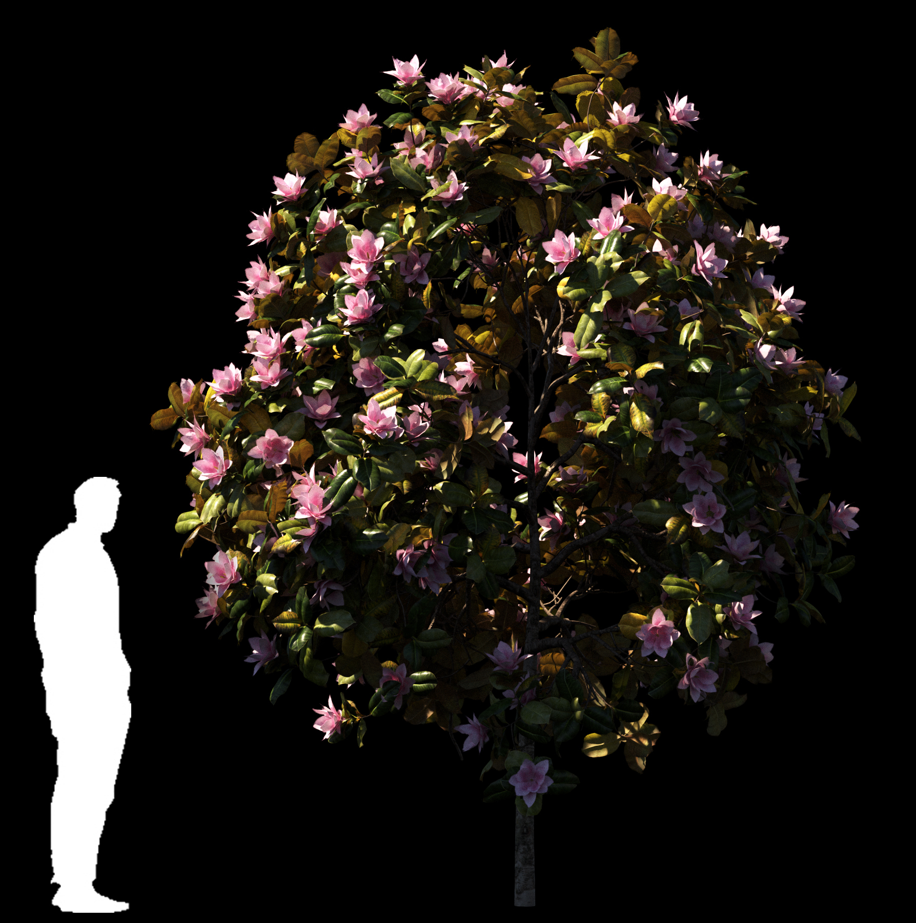 3D model magnolia tree trunk 20 - TurboSquid 1531702