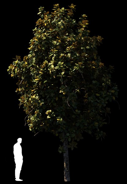 3D model magnolia tree trunk 20 - TurboSquid 1531702