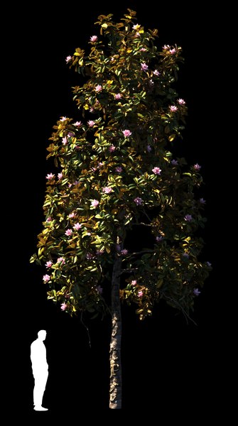 3D model magnolia tree trunk 20 - TurboSquid 1531702