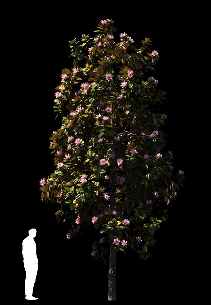 3D model magnolia tree trunk 20 - TurboSquid 1531702