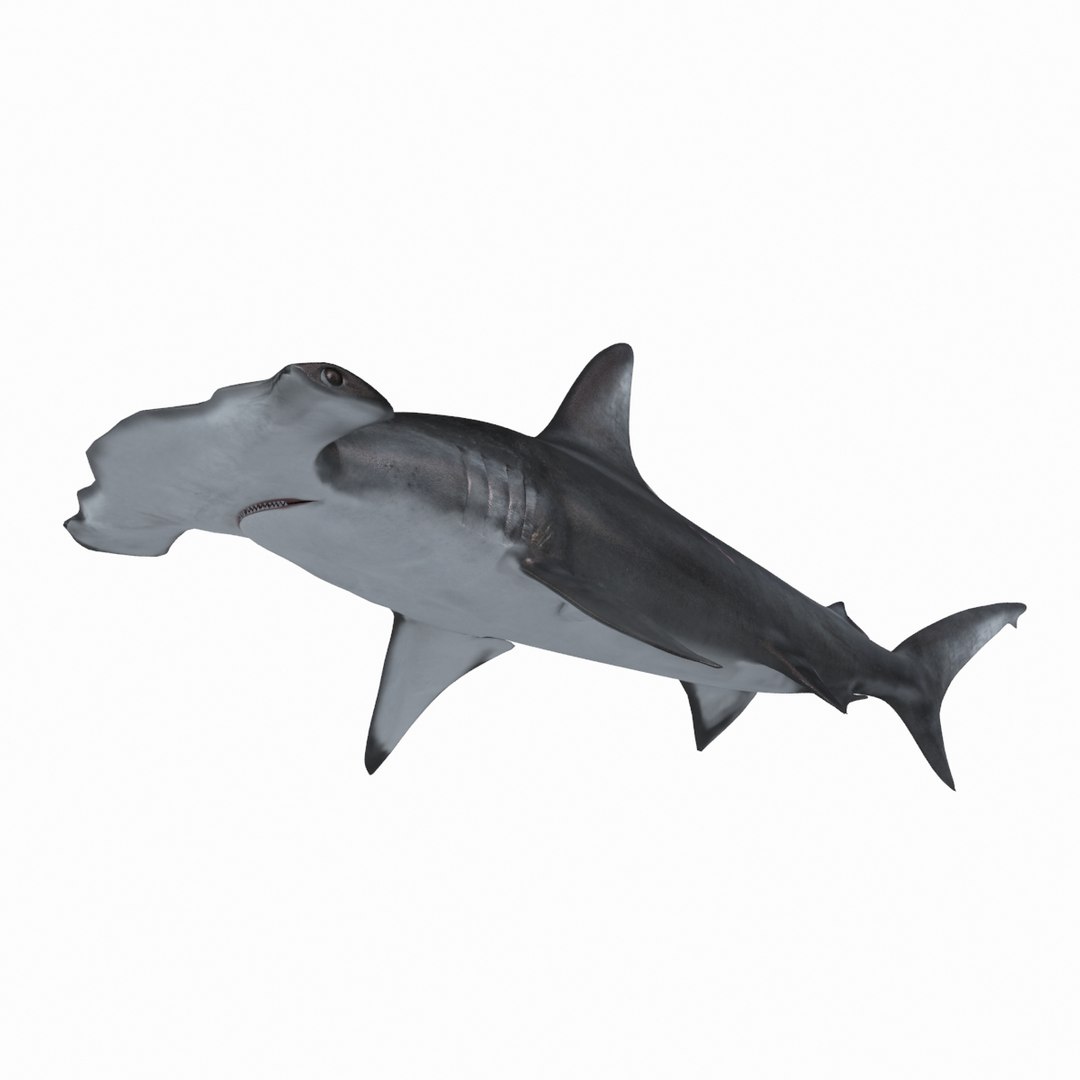 Hammerhead Shark 3d Model