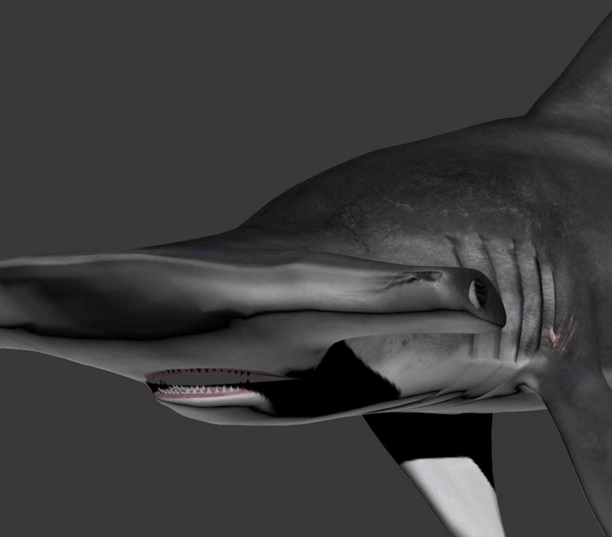 Hammerhead Shark 3d Model