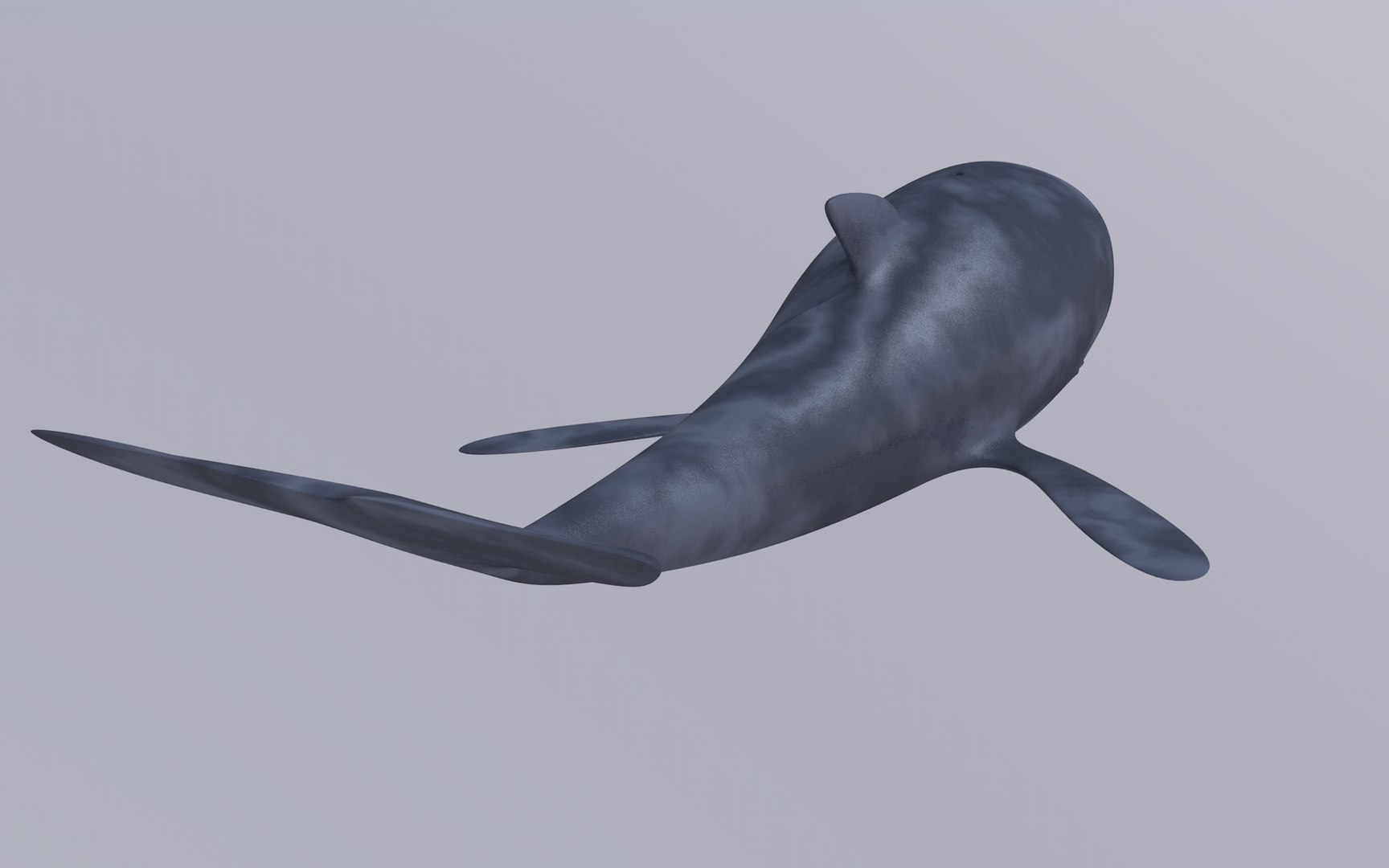 c4d white whale moby di
