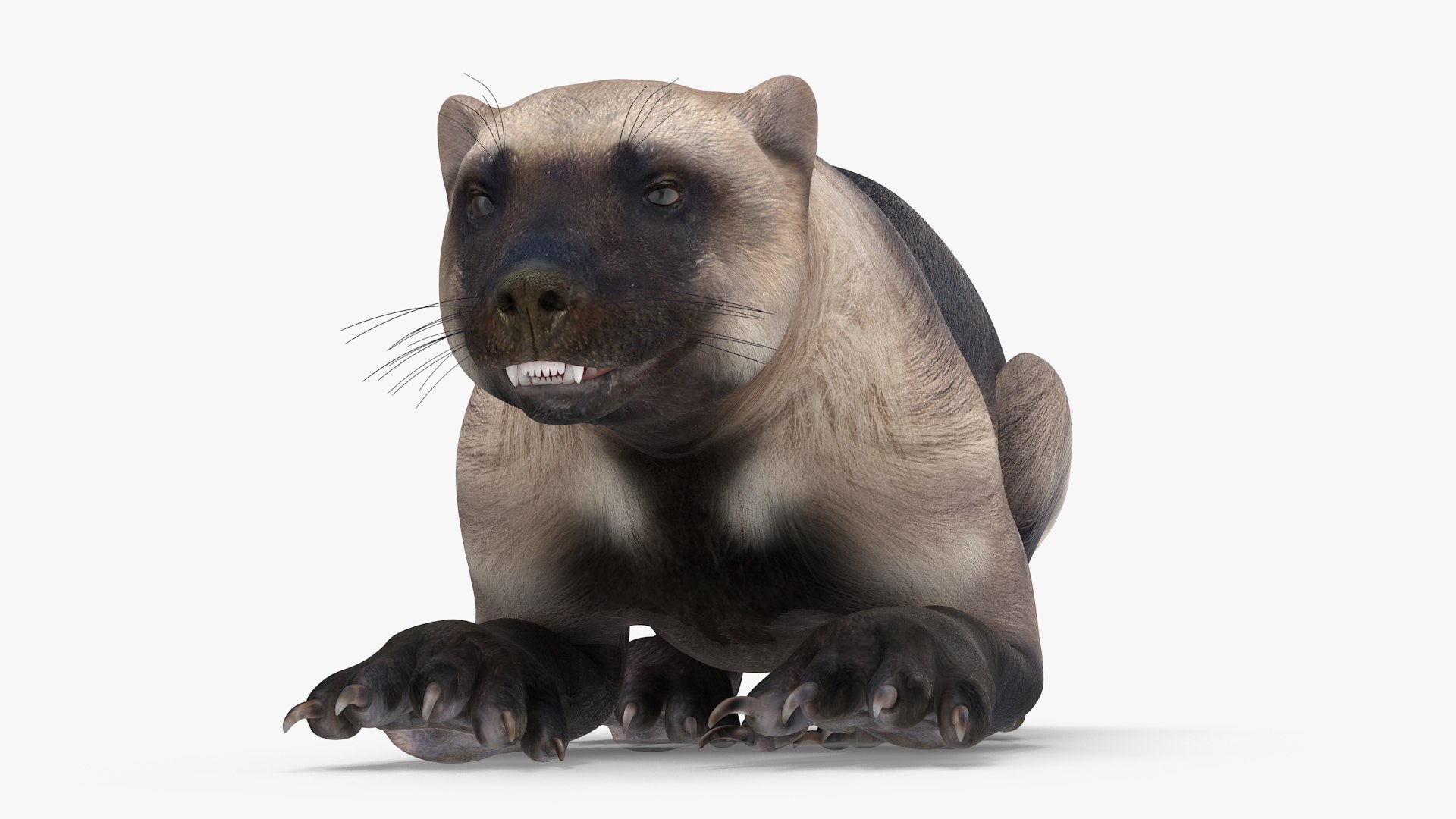 3D Wolverine Light Color Lying Down Pose - TurboSquid 2138039