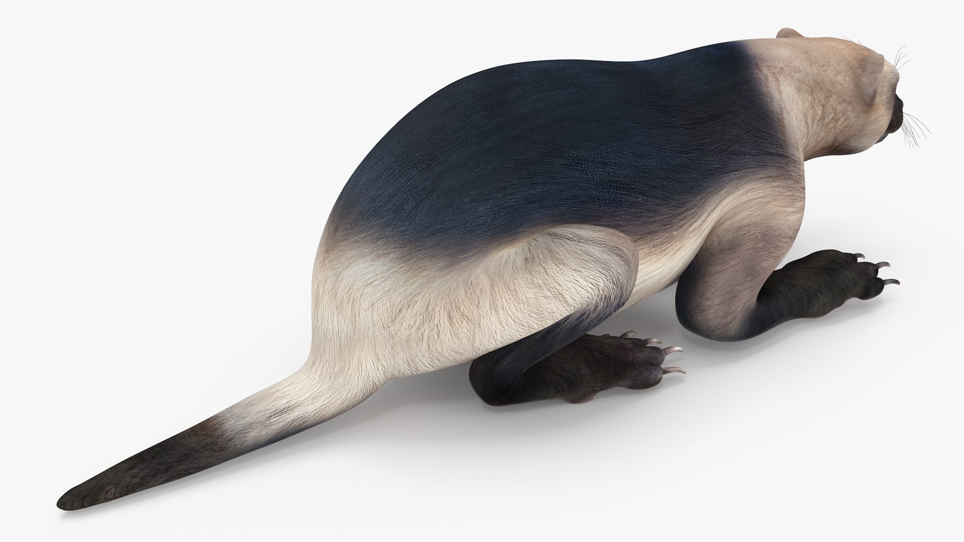 3D Wolverine Light Color Lying Down Pose - TurboSquid 2138039