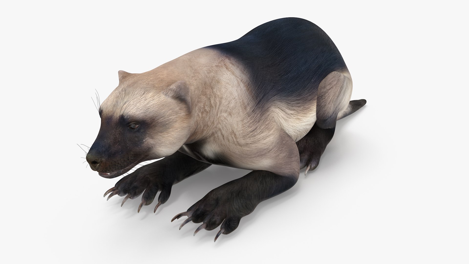 3D Wolverine Light Color Lying Down Pose - TurboSquid 2138039