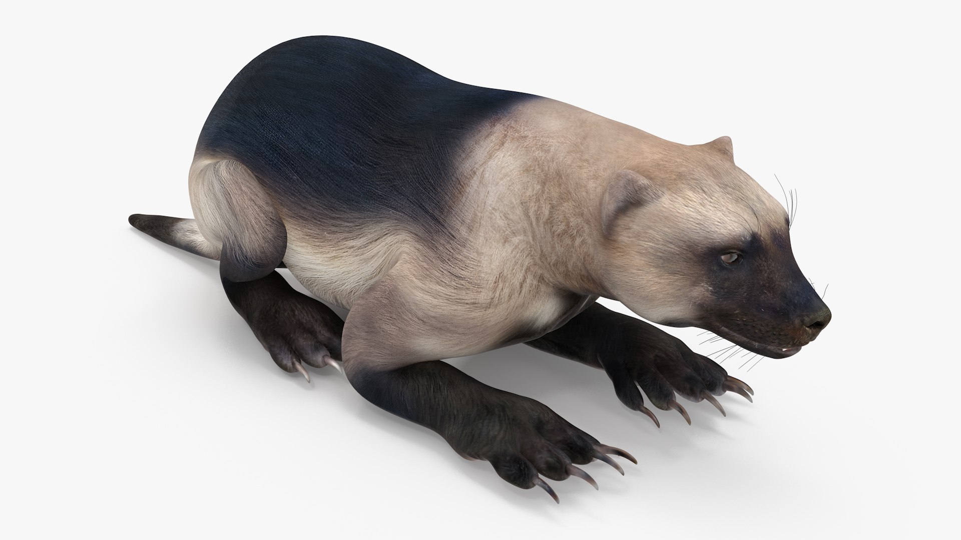 3D Wolverine Light Color Lying Down Pose - TurboSquid 2138039