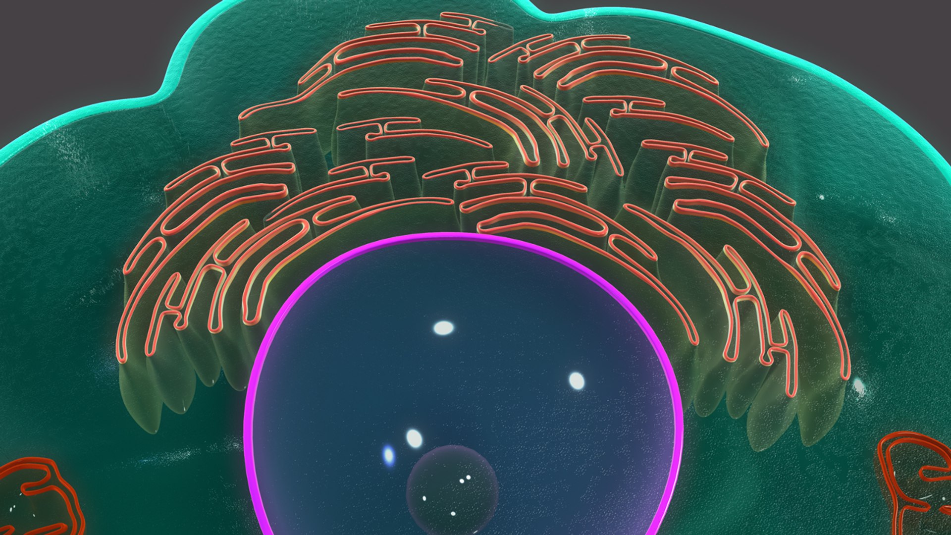 3d Model Macrophage Anatomy