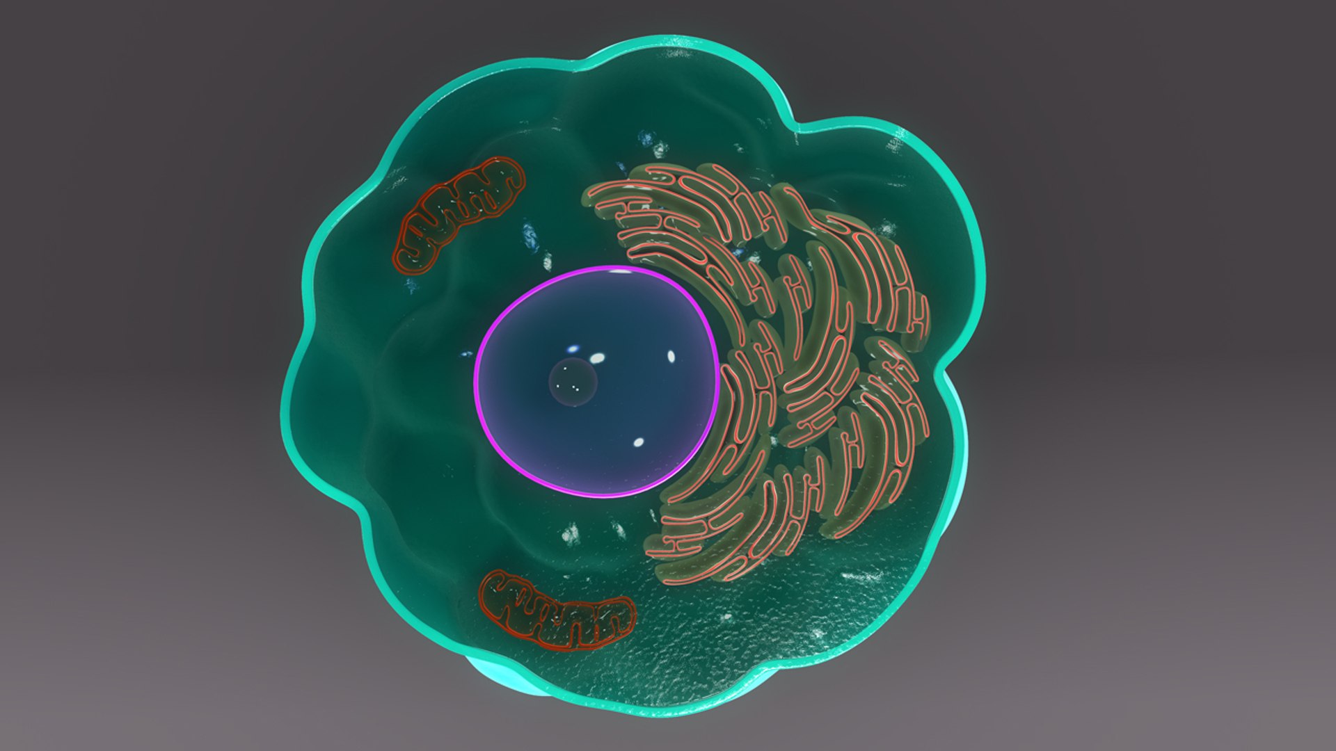 3d model macrophage anatomy
