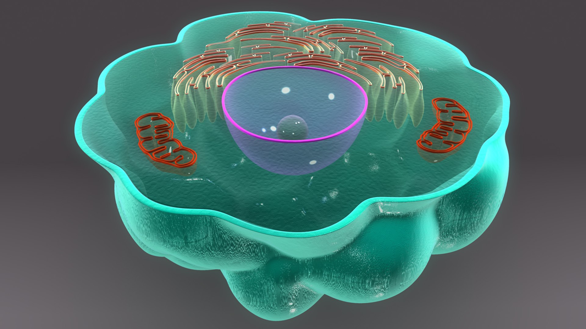 3d Model Macrophage Anatomy
