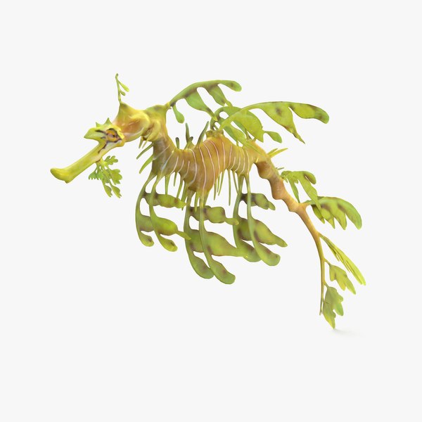 Leafy sea dragon 3D model - TurboSquid 1370943
