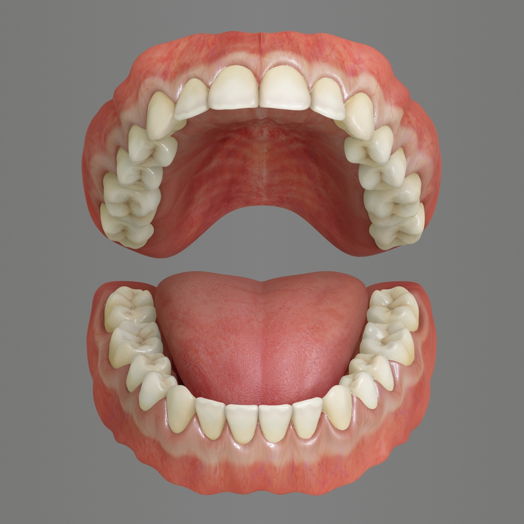 3d Model Of Classic Human Dentition
