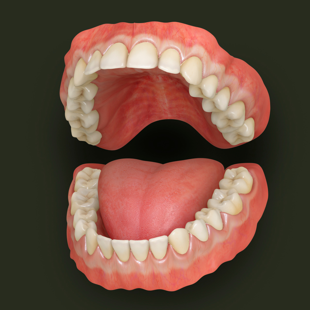 Klassisches menschliches Gebiss 3D-Modell - TurboSquid 1065295