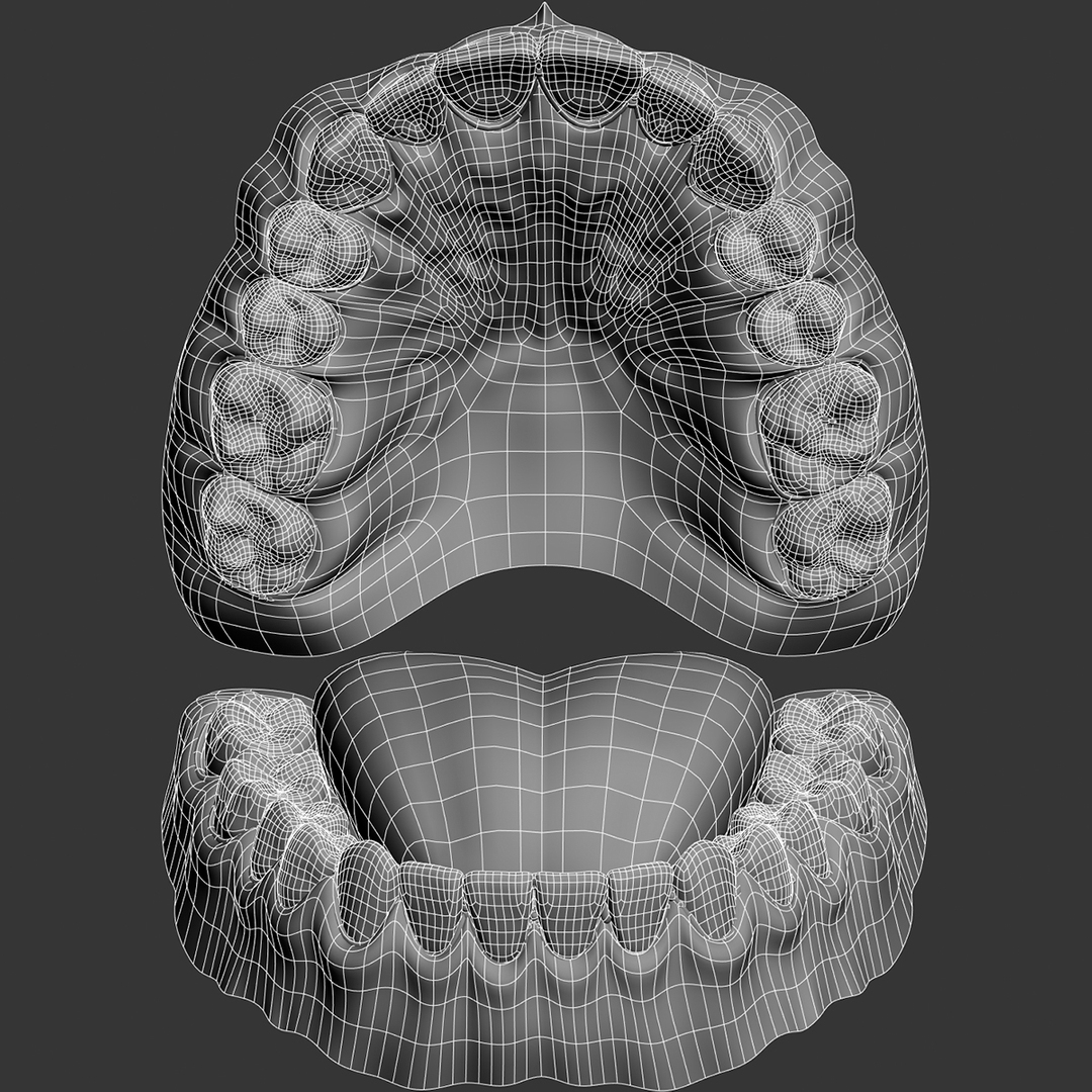 3d model of classic human dentition