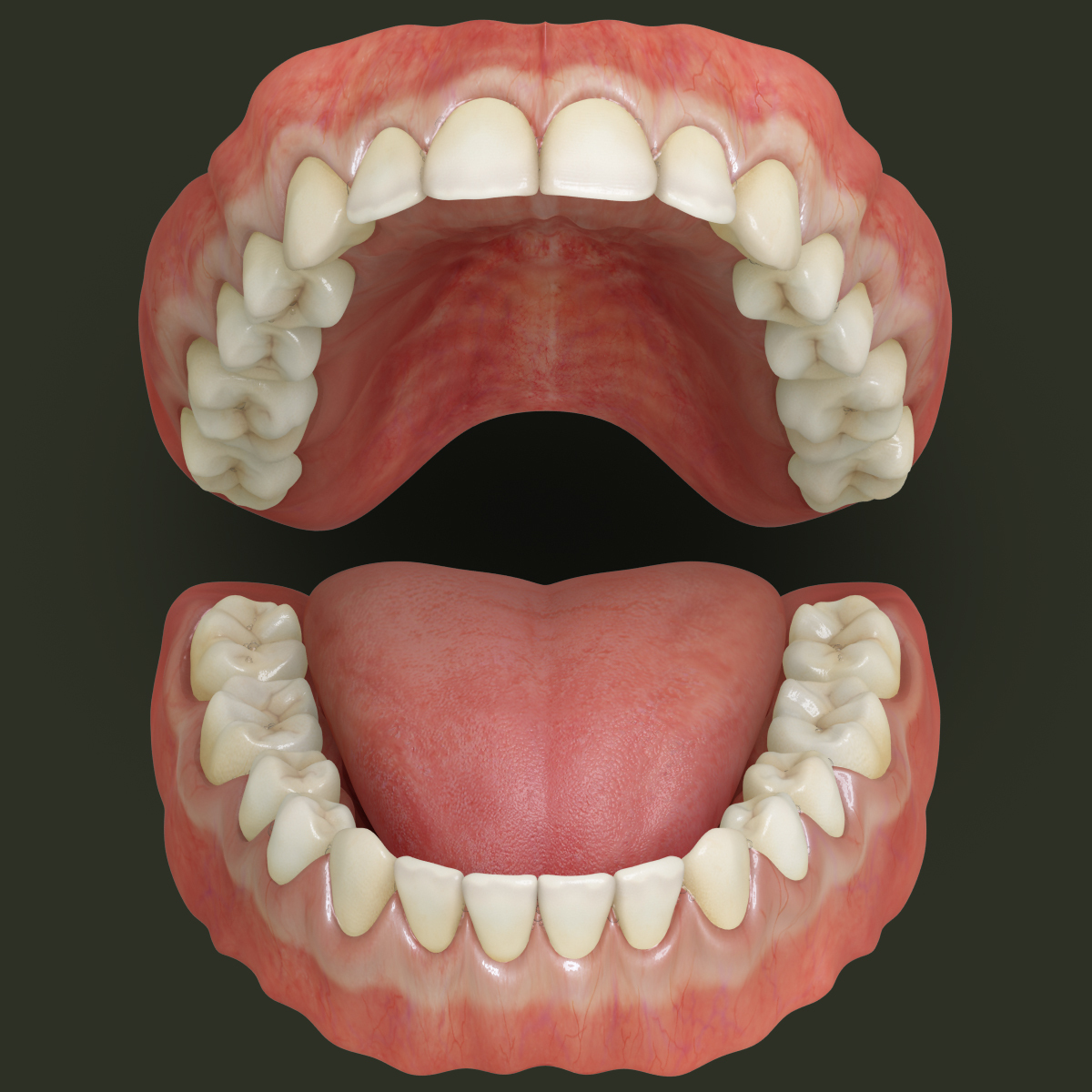 3d model of classic human dentition