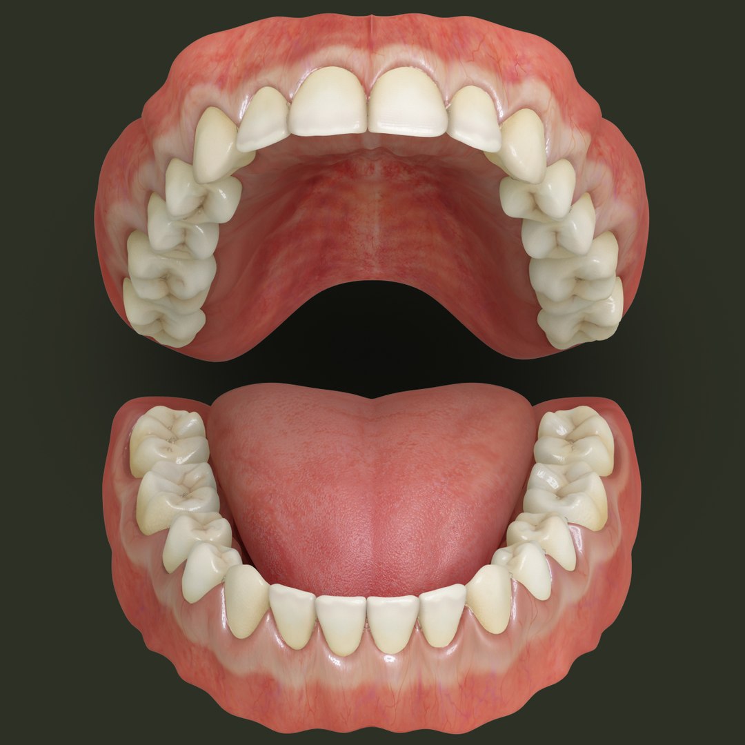 3d Model Of Classic Human Dentition