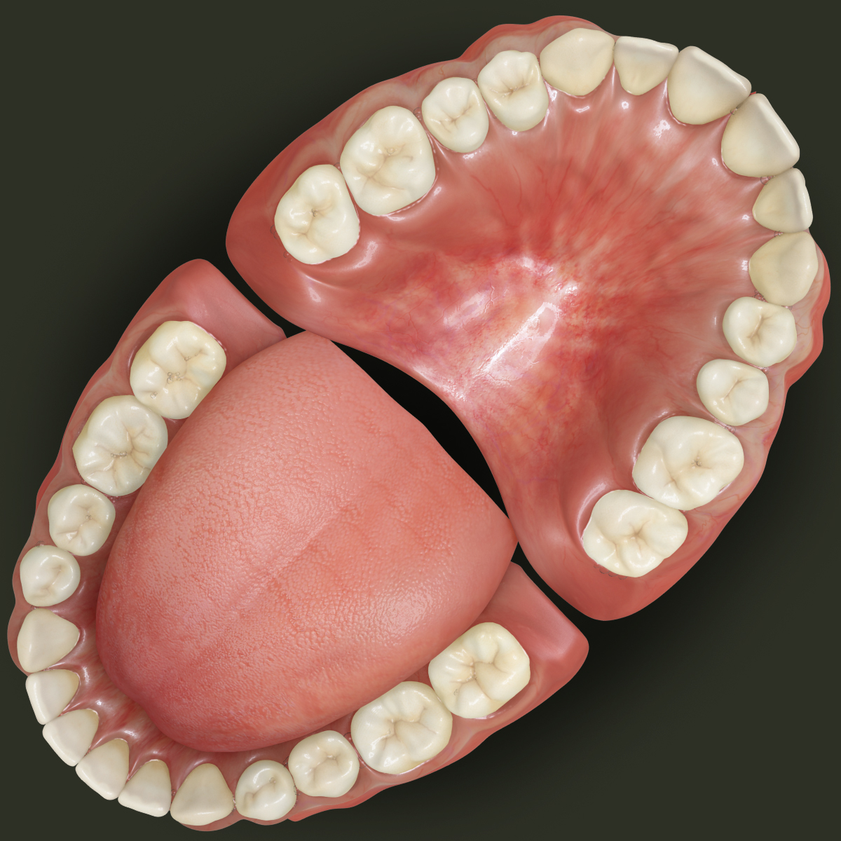 3d model of classic human dentition