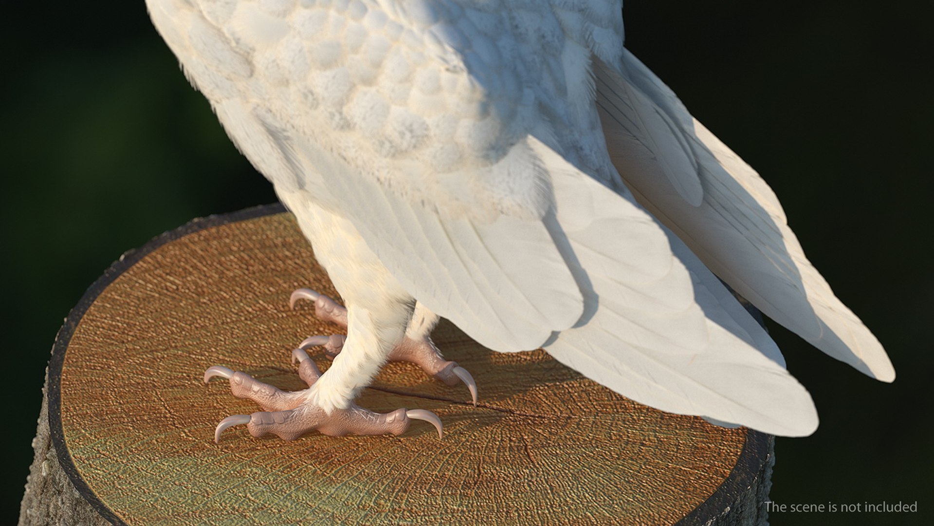 3D White Barn Owl - TurboSquid 1432257